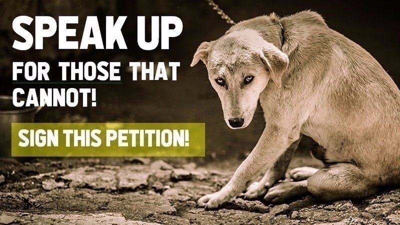 Petition · raise awareness for animal rights - Canada · Change.org