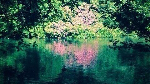 Petition · SAVE TARVIT PARK , PONDS & WILDLIFE CUPAR FIFE - United ...