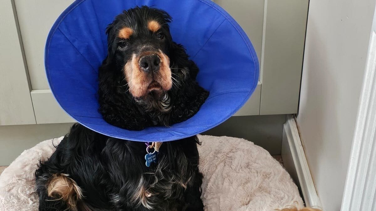 Petition · Vetinary Practice Prices - United Kingdom · Change.org