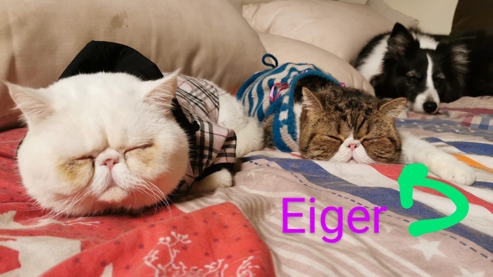 Petition · 幫忙帶Eiger回家 Help Bring Eiger Home - Hong Kong SAR China · Change.org