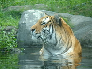 Petition · SAVE BIG CATS - India · Change.org