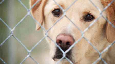 Petition · Stop Animal Euthanasia By Gas Chamber - United States ...