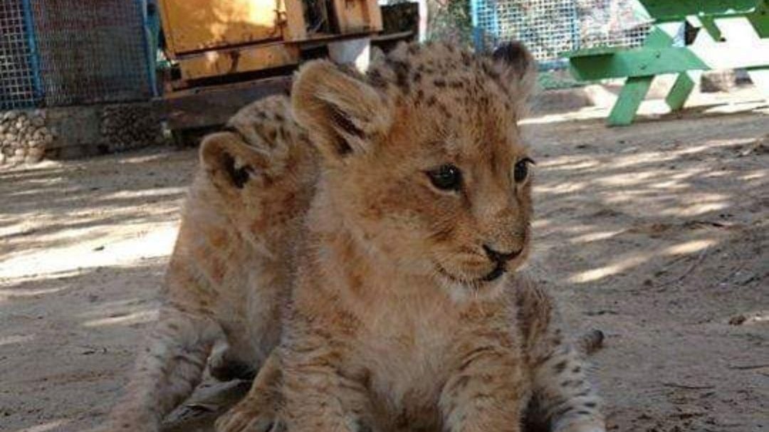 Petition · Please release the animals from Rafa Zoo and forbid further ...