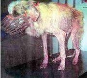 Petition · STOP ANIMAL EXPERIMENTS!! - United States · Change.org