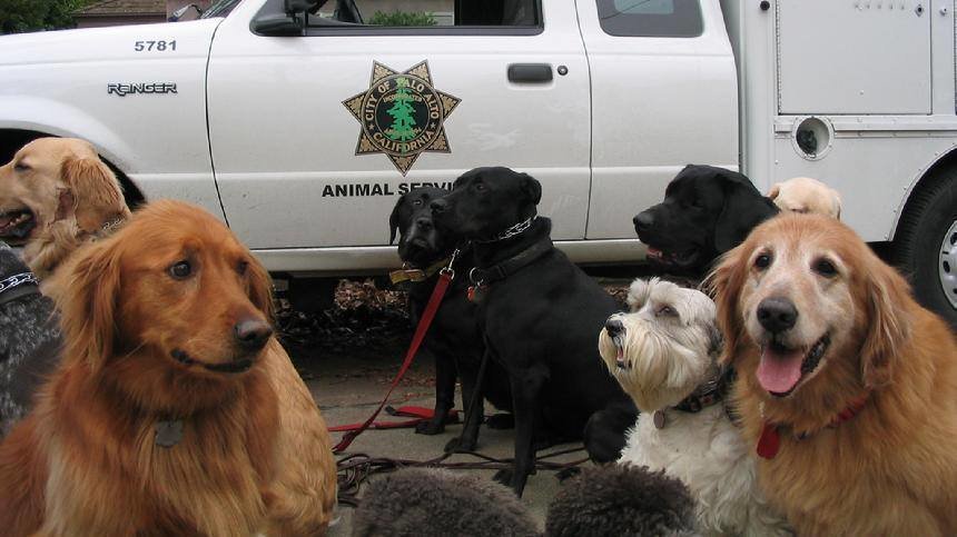 Petition · Save the Palo Alto Animal Shelter! - United States · Change.org