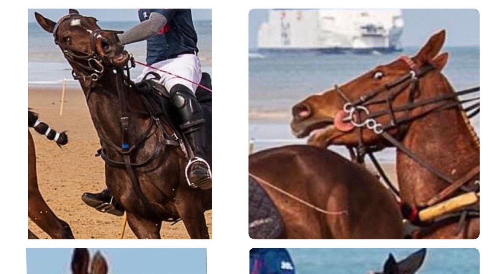 Pétition · Stop à la négligeance et maltraitance des chevaux - France ...