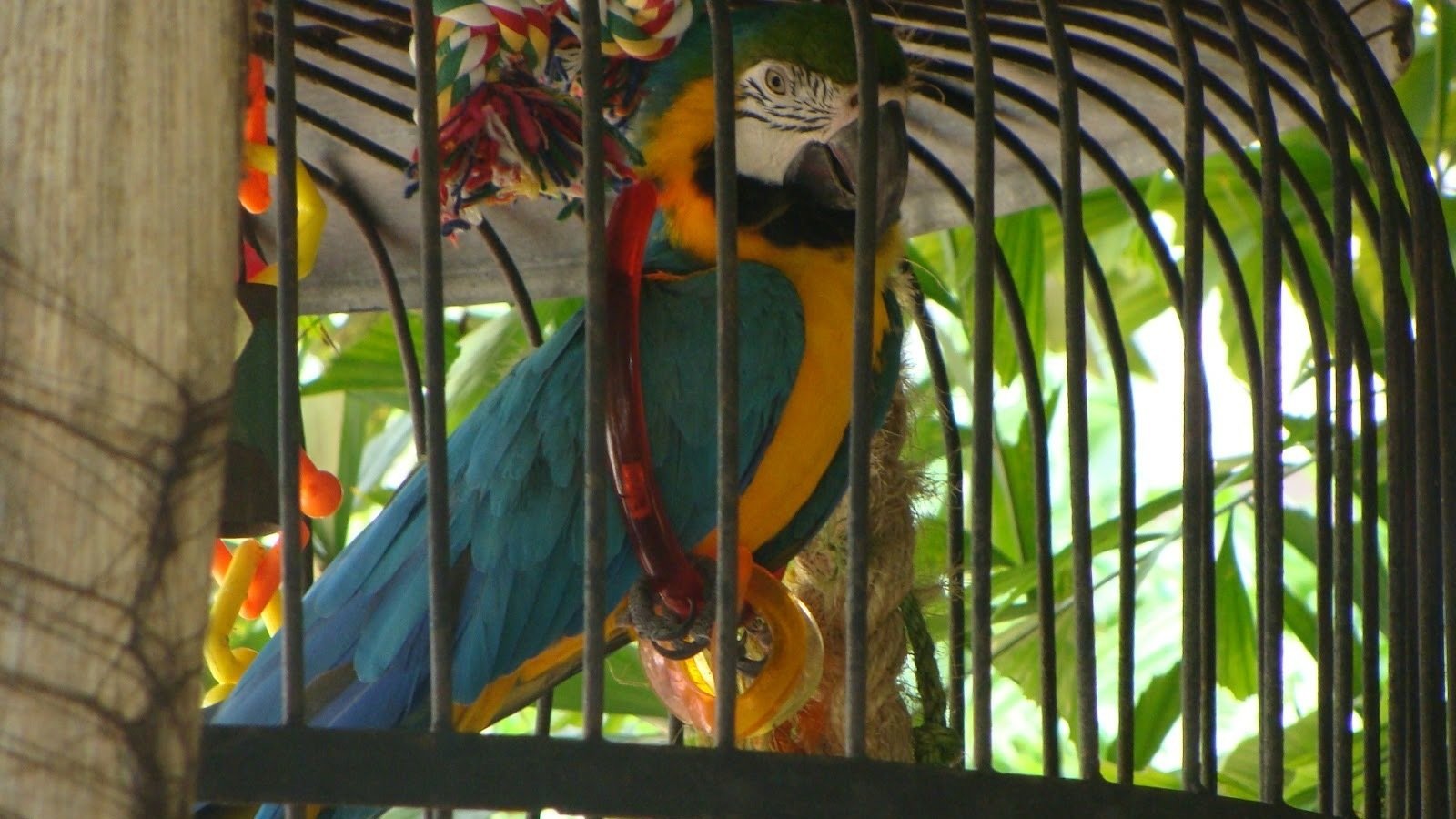 Petition · Pleas help to free the parrots held captive at Jerry's Foods ...
