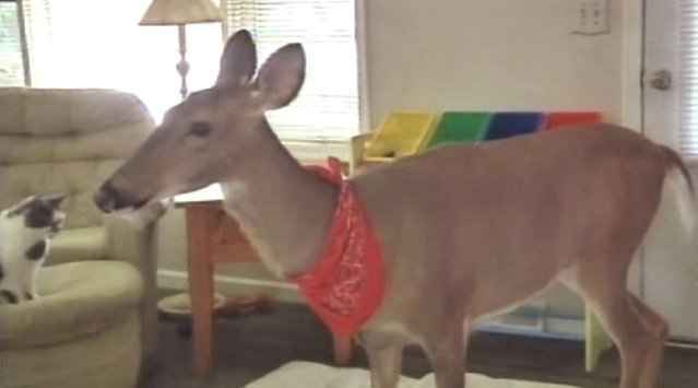 Petition · Save Lilly, the "miracle doe" raised since birth by a ...