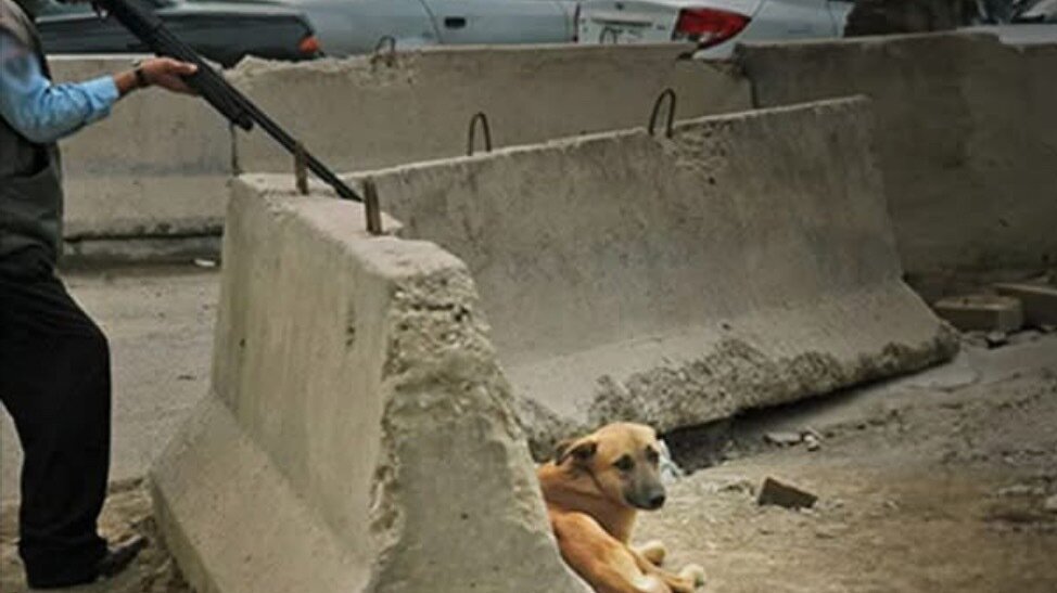 Petition · Urgently Stop The Inhumane Culling of Stray Dogs in Morocco ...
