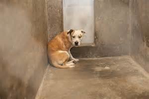 Petition · Shut Down Georgia Watchdog's so called "Animal Policing ...