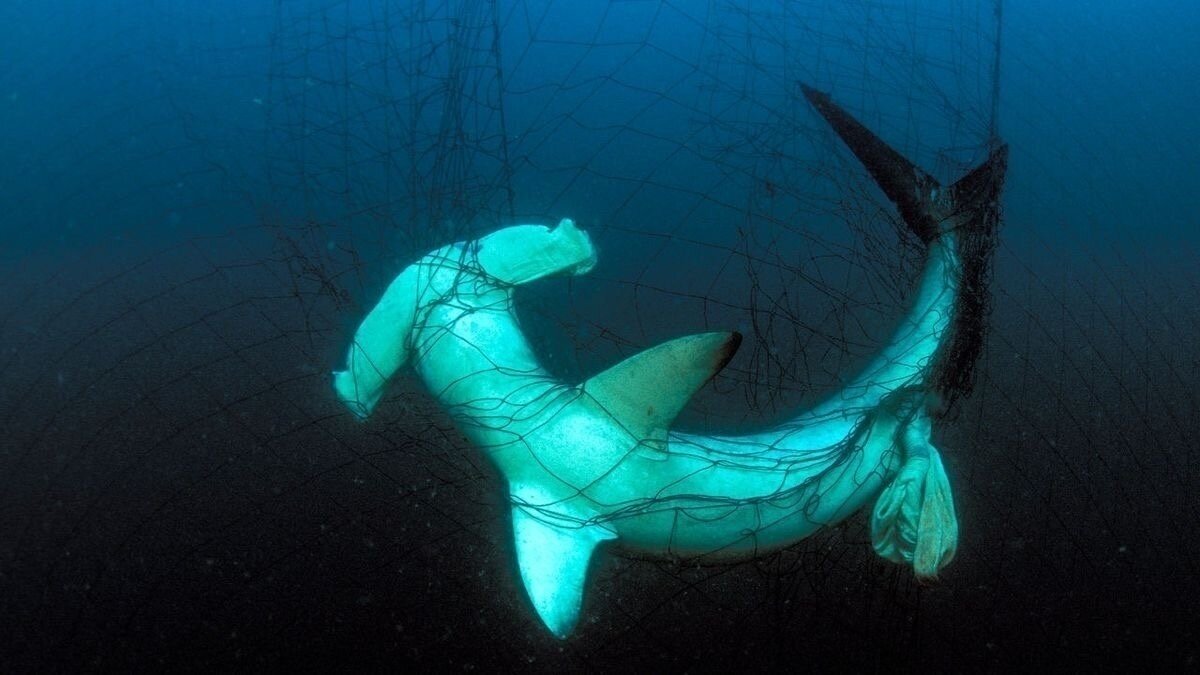 Petition · Ban Shark Finning in Thailand - United States · Change.org