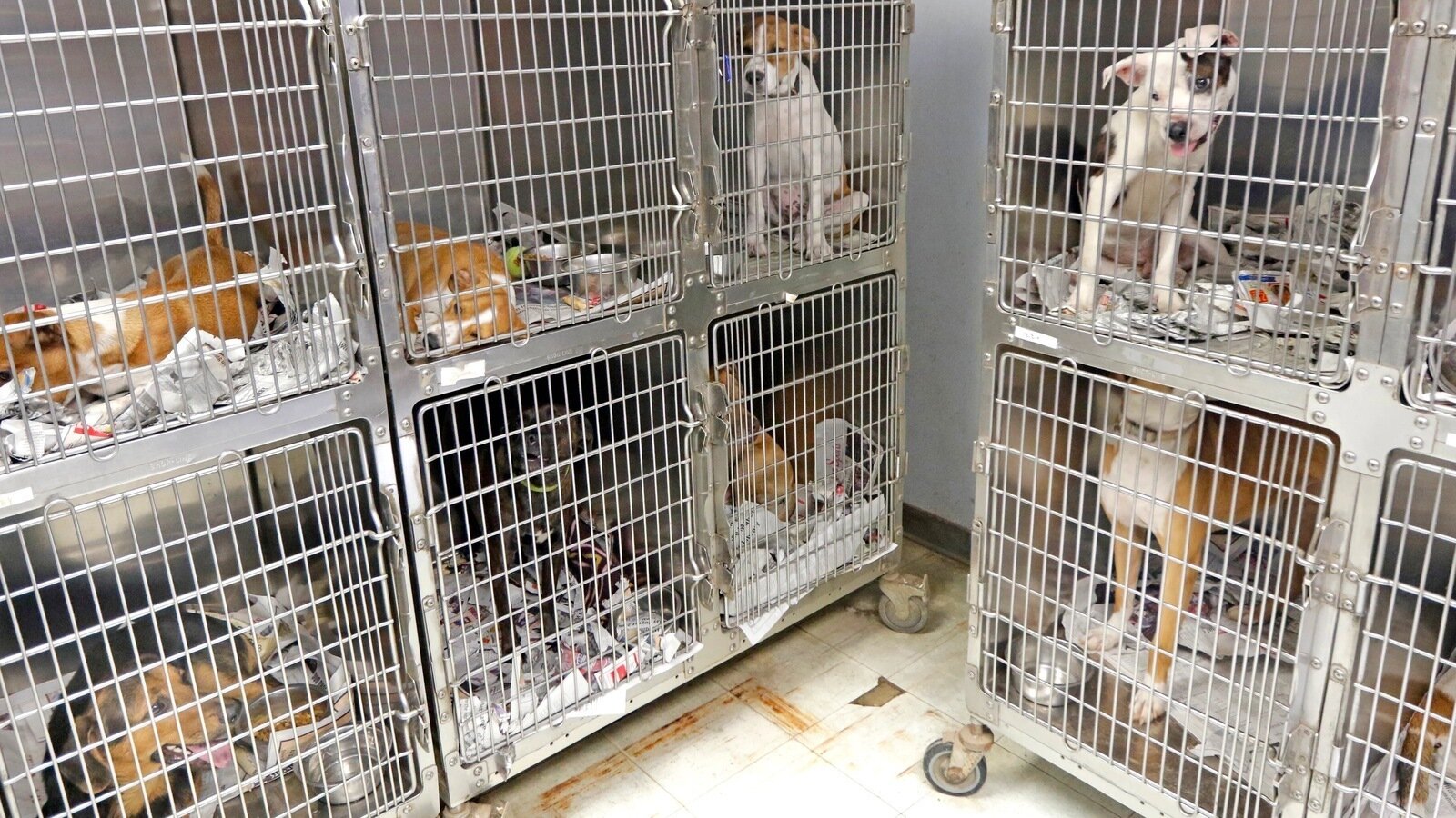 Petition · Emergency Funding Needed to Save Arkansas Shelter Animals ...