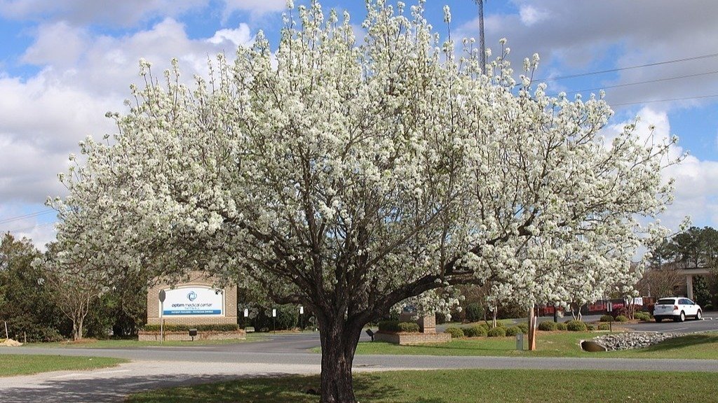 Petition · Remove Bradford Pear Trees from the City of Reno, NV ...