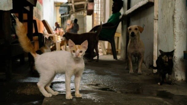Petition · Stop Stray Overpopulation! Petition for a Nationwide Free ...