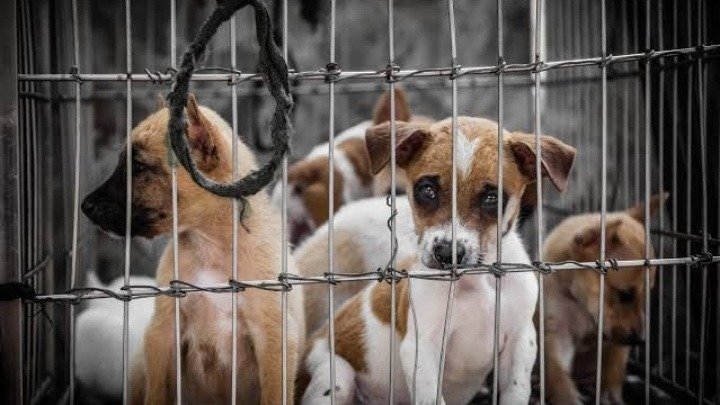 Petition · Stop locking up the dog! Let's allow animals the freedom to ...