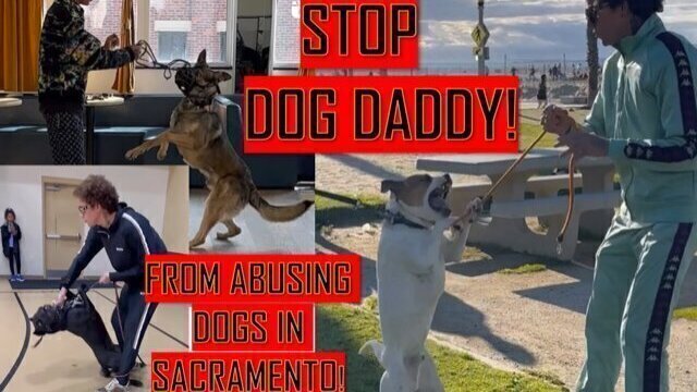 Petition · Stop The Dog Daddy's Inhumane Dog Training Methods in ...