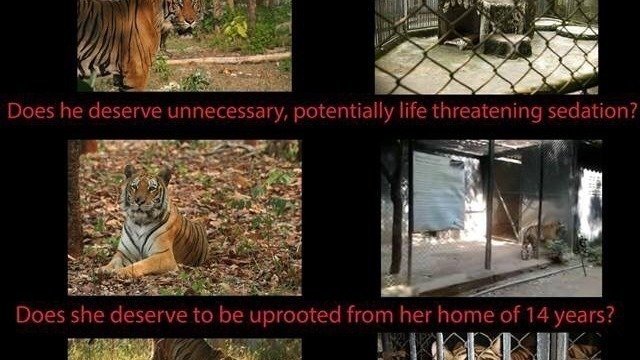 Petition · Save the tiger temple and the species! - Australia · Change.org