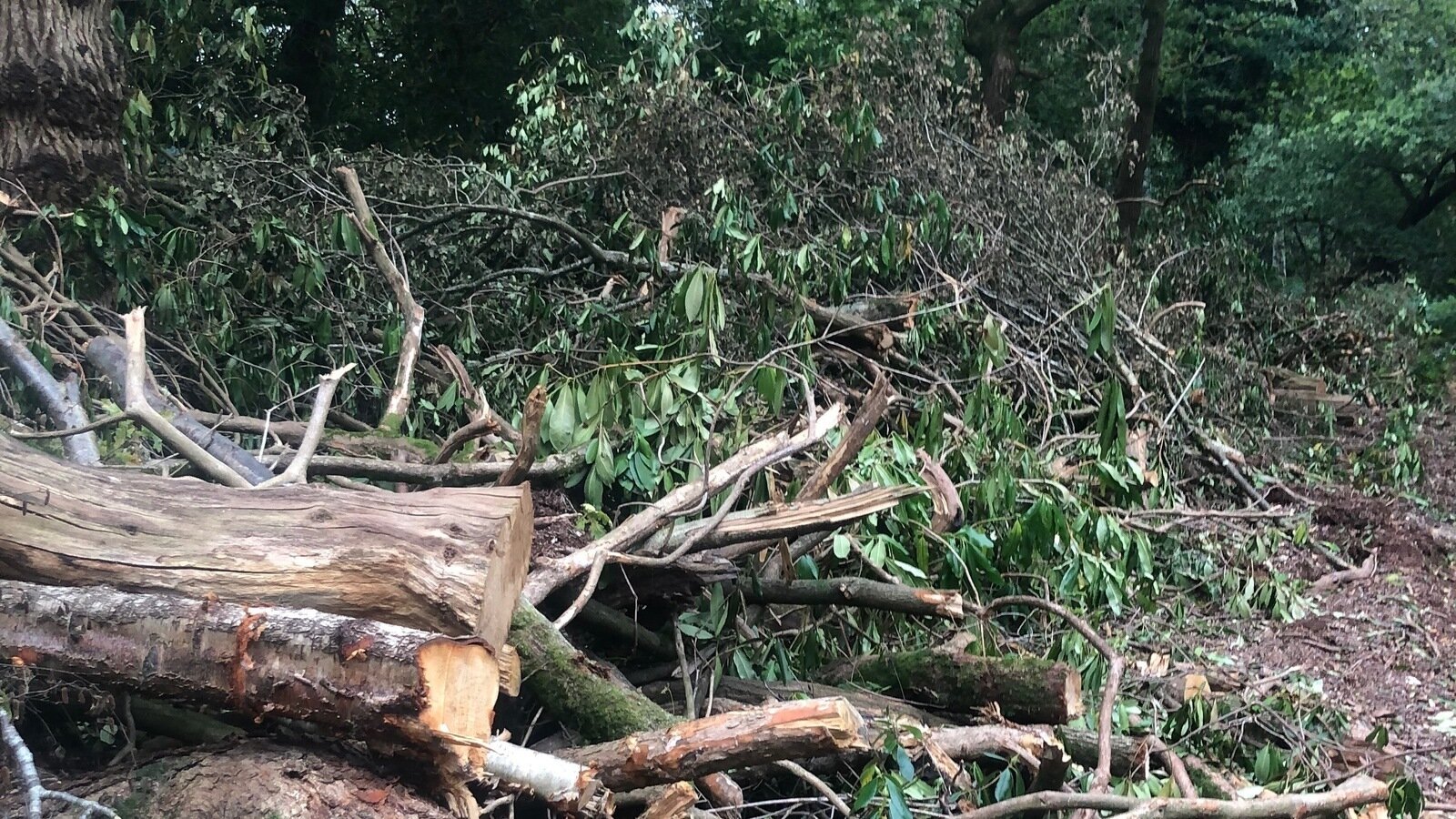 Petition · Halt the Illegal Deforestation of Burton Common and Protect ...