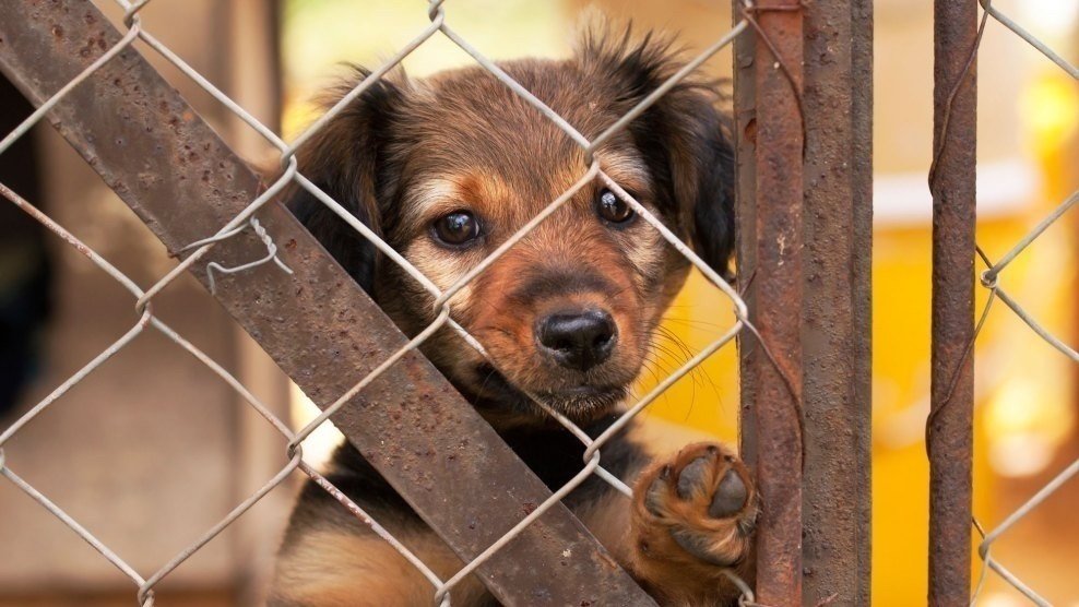 Petition · Ban trade and slaughter of dogs for human consumption ...