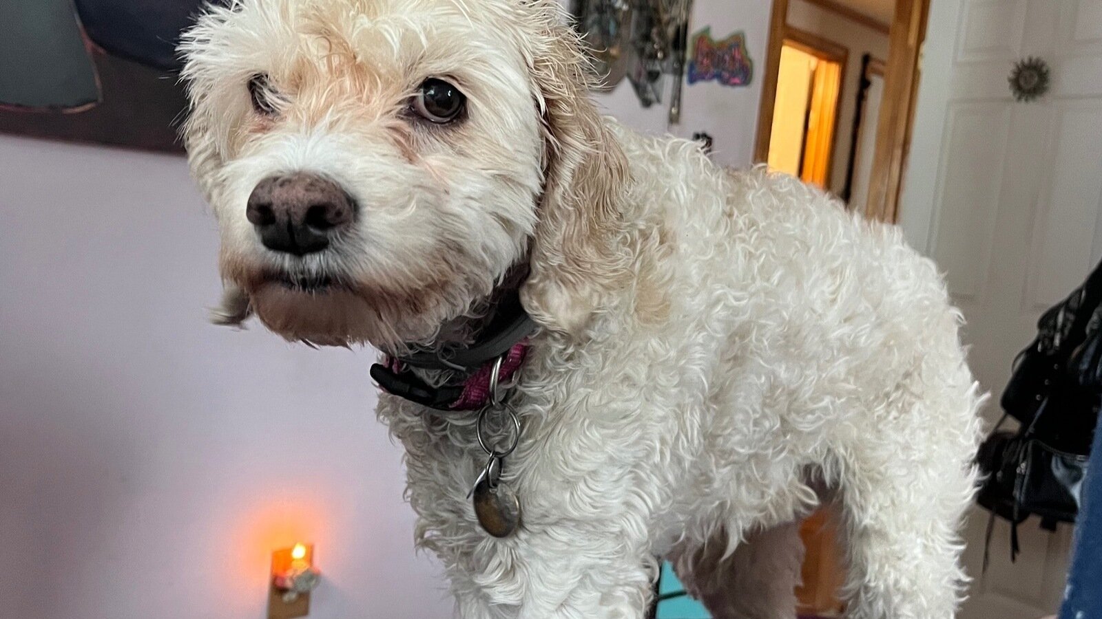 Petition · Remove Deni Goldman from Animal Control Position for ...