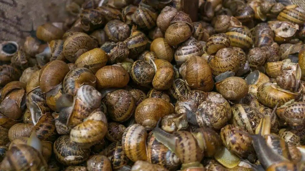 Petition · End the Inhumane Treatment of Canned Snails Now - United ...