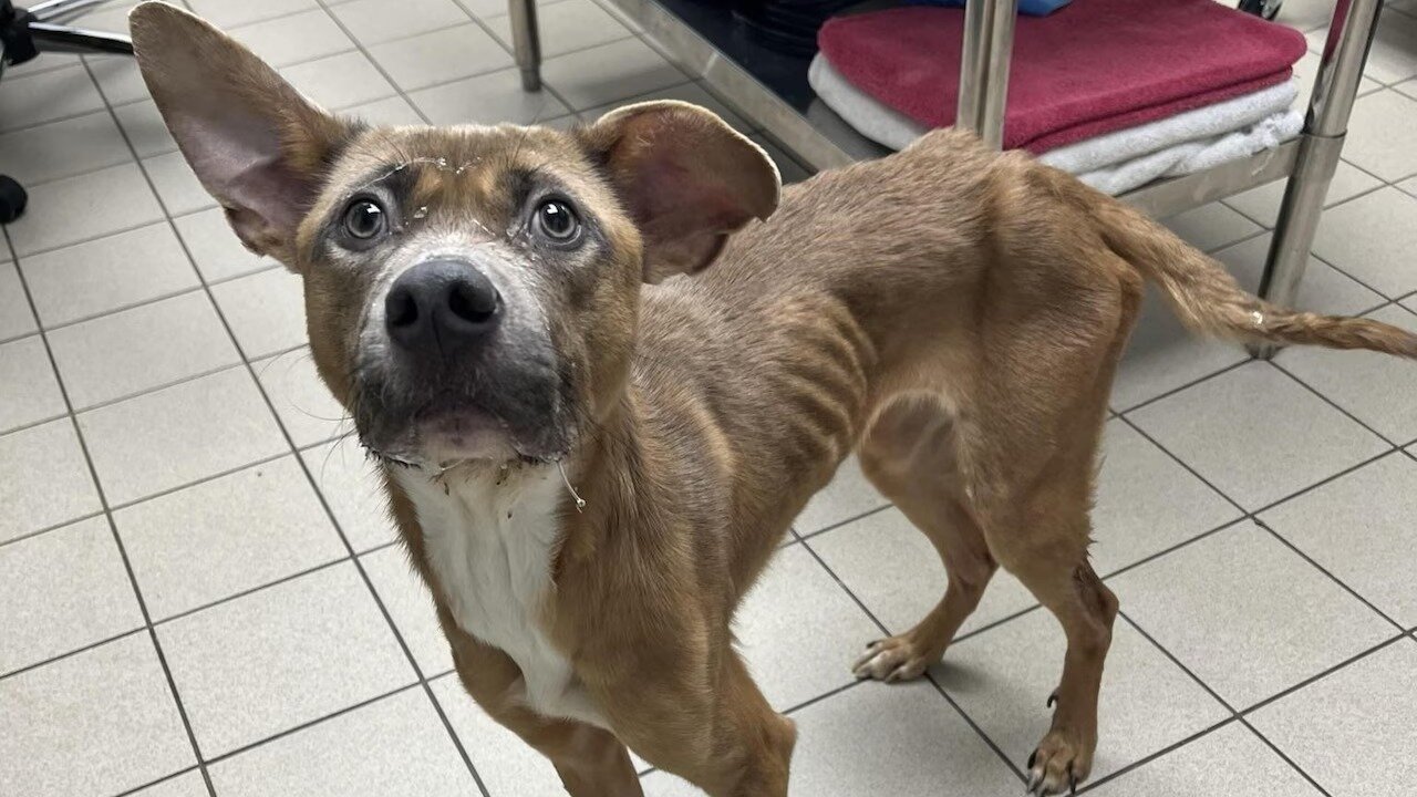 Petition · Connecticut Must Lead on Animal Protection—Crack Down on ...