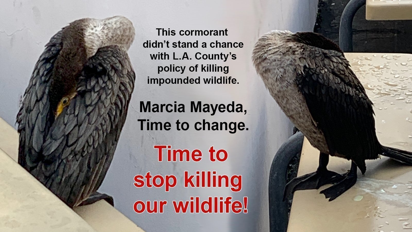 Petition · End Wildlife Death Sentence at L . A. County Shelters - Los ...