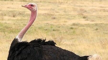 Petition · Apple making an ostrich emoji - Australia · Change.org