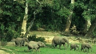 Petition · Save the Critically Endangered African Forest Elephant ...