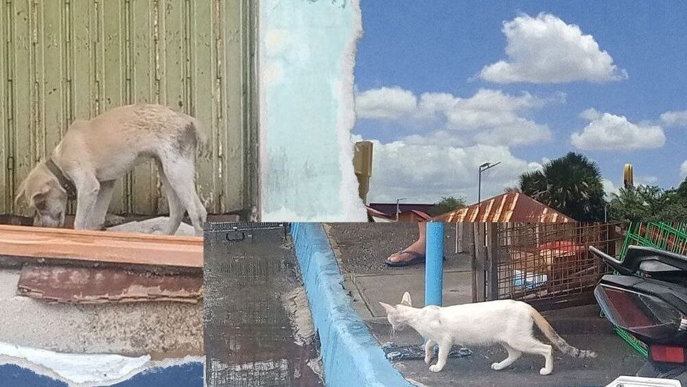 Petition · Safety of Our Furry Friends: Ensure the Safety Environment ...