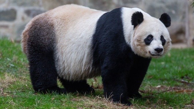 Petition · save are pandas - United States · Change.org