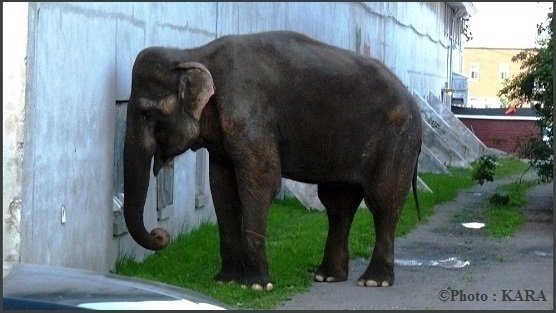 Petition · Do not sell your elephants to Bowmanville! / Ne vendez pas ...