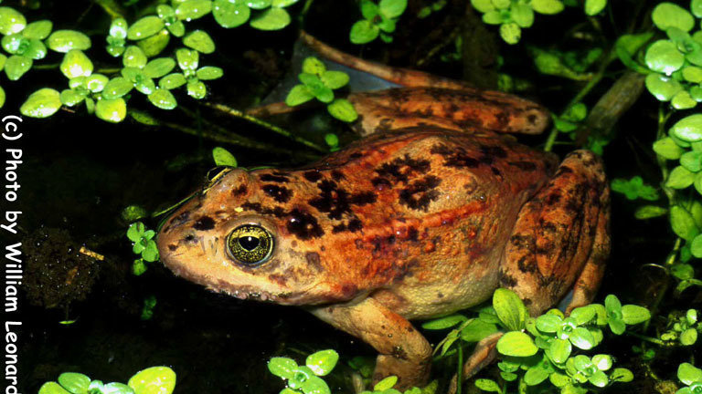 Petition · Help save the Oregon Spotted Frog population from decline ...