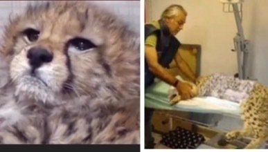 Petition · Save Pirouz, the rare Asiatic Cheetah - United States ...