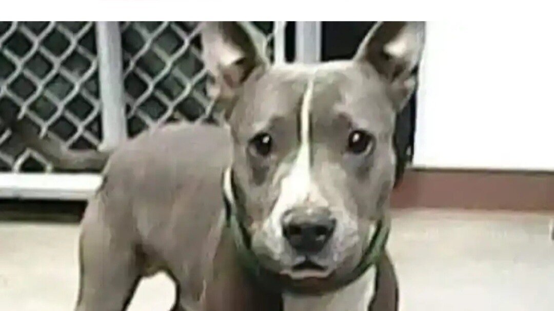 Petition · Stop over breeding, ban sales of puppies from backyard ...