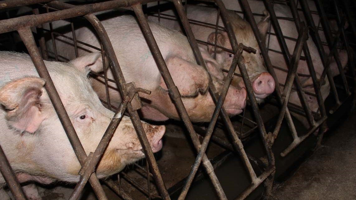 Petition · Ban Sow Stalls in Western Australia - Australia · Change.org