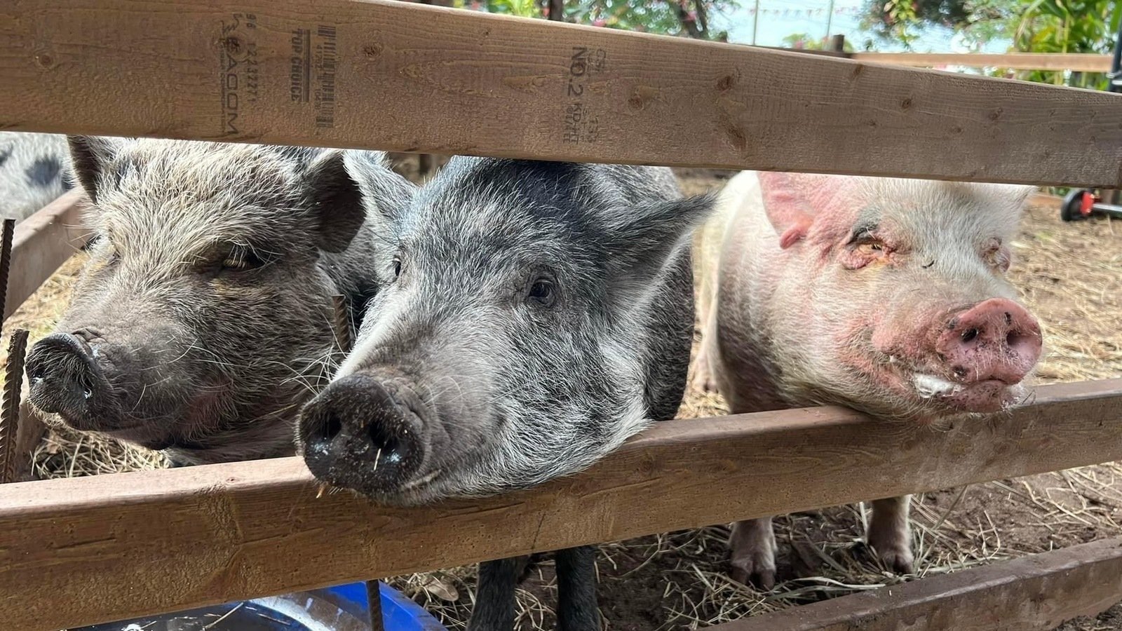 Petition · Change the code so Mrs mango and company can keep their pigs ...