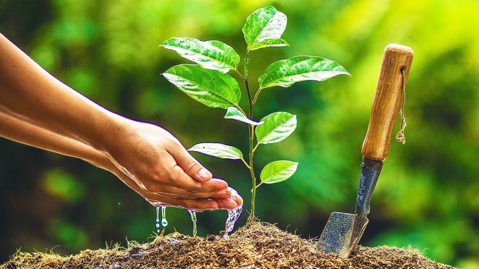 Petition · Plantation for Life: "Join the Movement to Restore Our ...