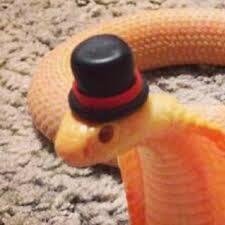 Petition · To change the Snake's name to "Danger Noodle" - United ...