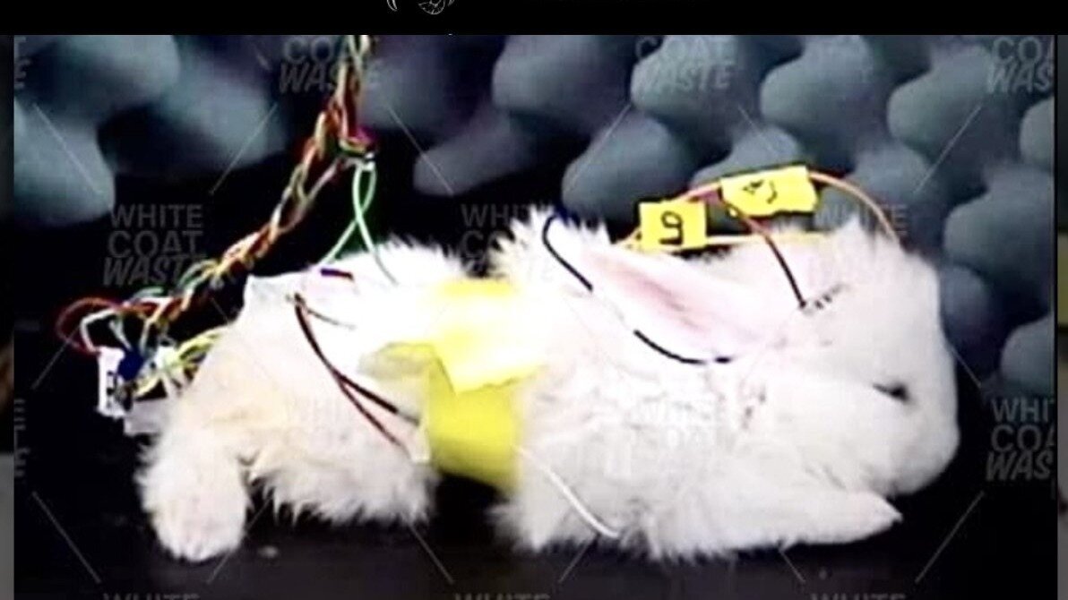 Petition · Stop Cruel Rabbit Experiments at SUNY - New York, United ...