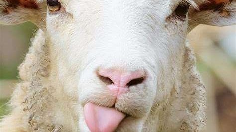 Petition · Officially change the singular form of 'sheep' to 'shoop ...