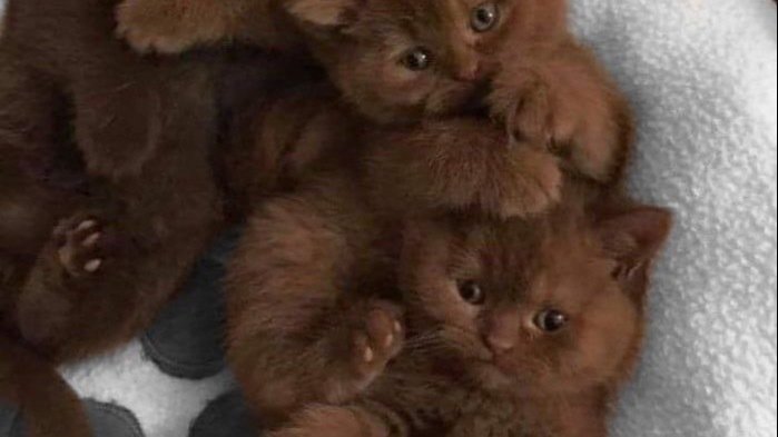 Petition · petition for cats to live forever - Kuwait · Change.org