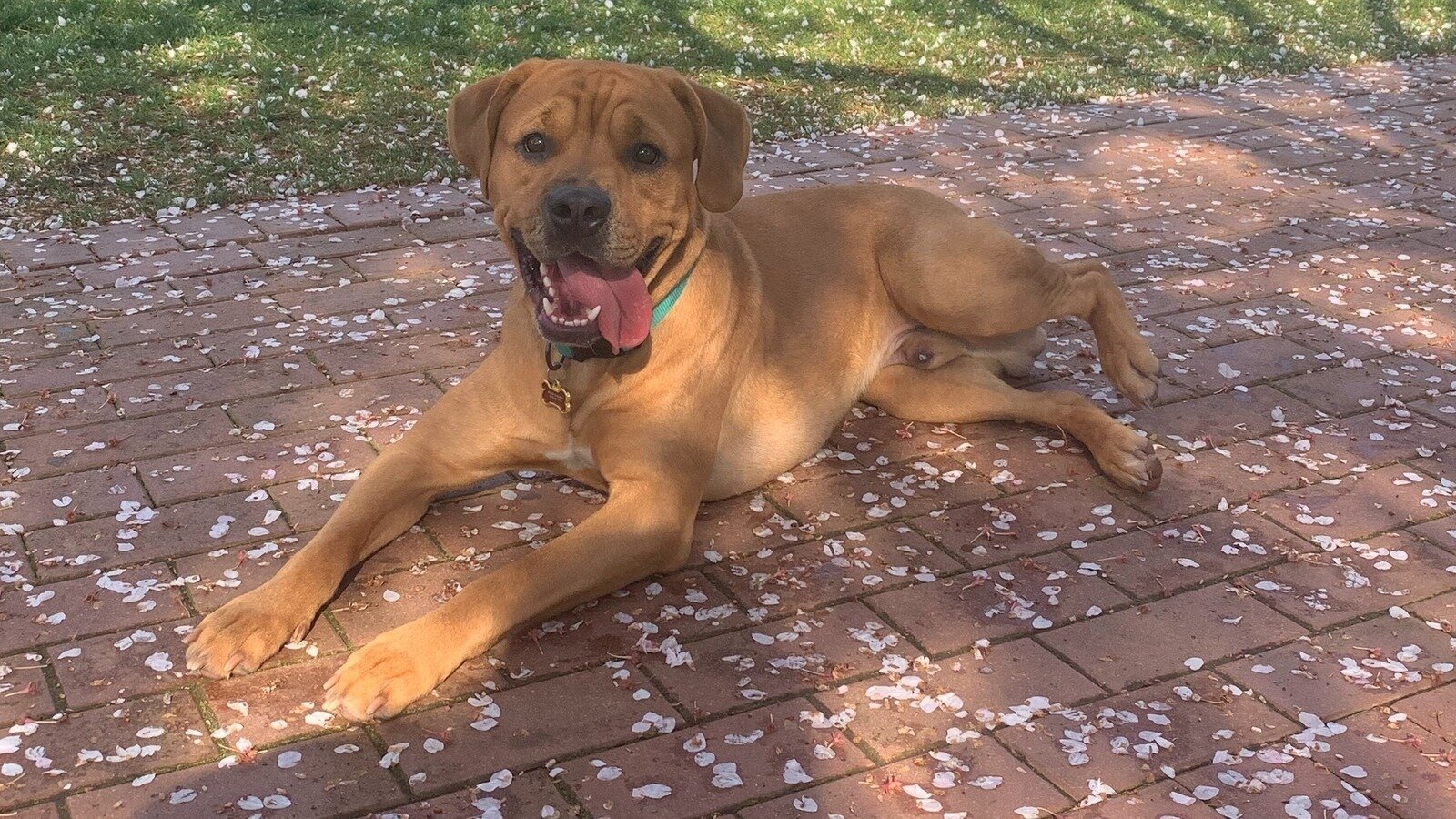 Petition · Bring Dog Days to Keesler - Biloxi, United States · Change.org