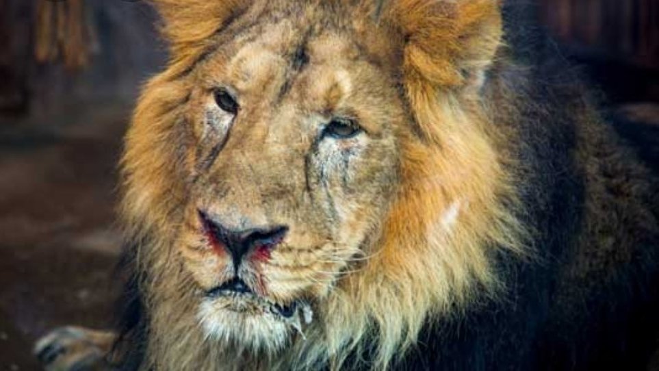 Petition · free HEERMAN (KAMRAN), the lion in the Eram Zoo/Tehran/IRAN ...