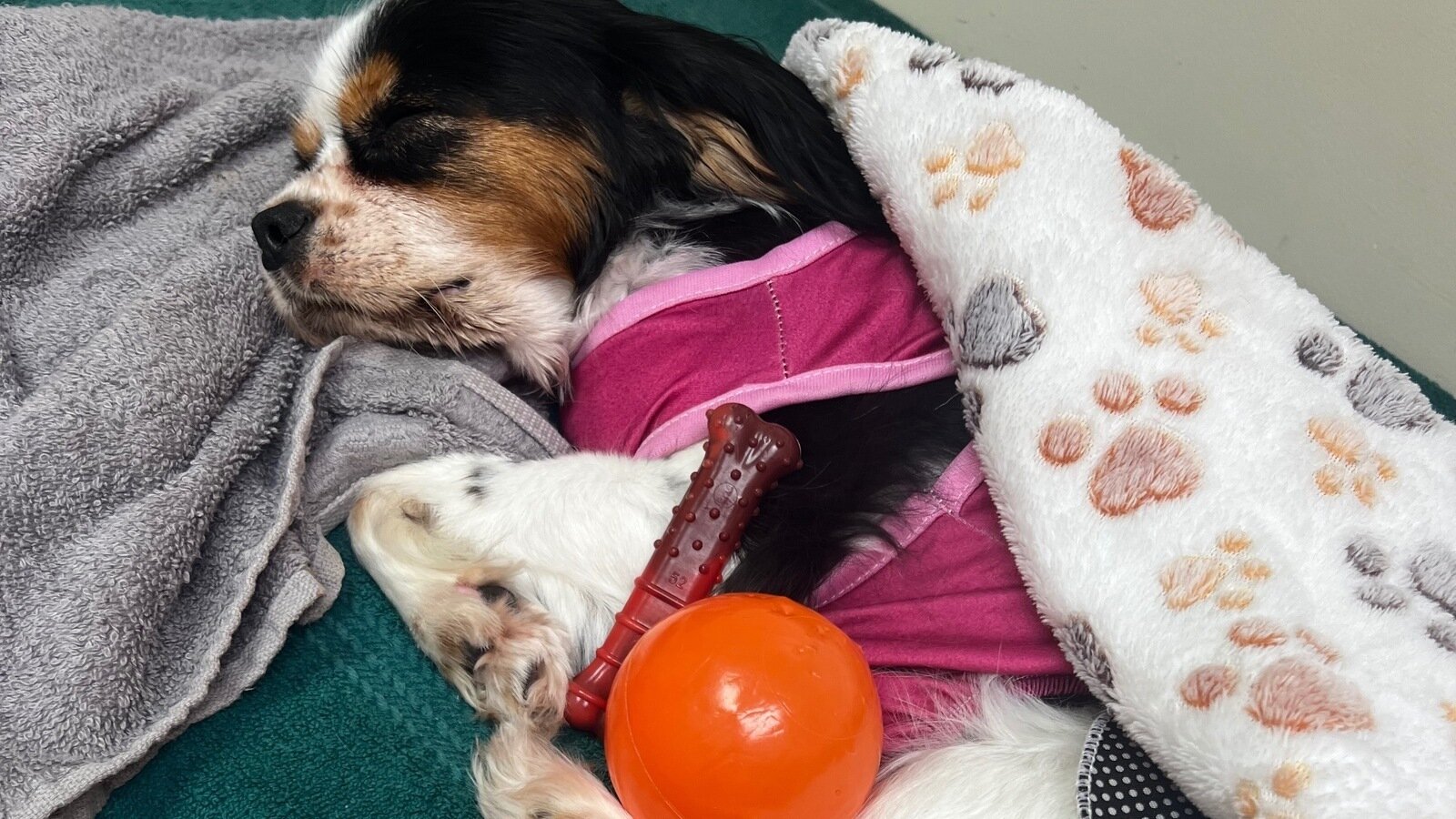 Petition · End Unregulated Backyard Breeding of Dogs Nationwide ...