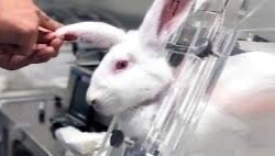 Petition · End Animals Pain and Suffering in Research laboratories ...