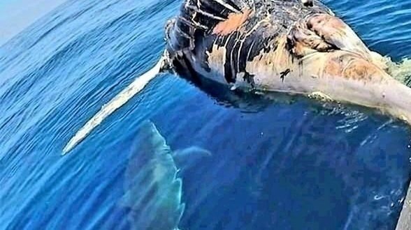 Petition · Stop the whale slaughter off NY NJ NOW - United States ...