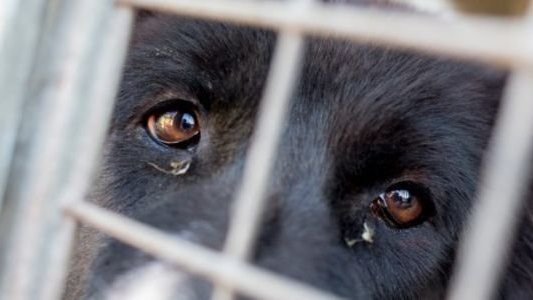 Petition · Stop killing of stray animals in oman - Oman · Change.org