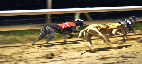 Petition · Ban Greyhound Racing in Iowa - United States · Change.org