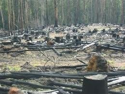 Petition · Stop killing animals and cutting down trees · Change.org